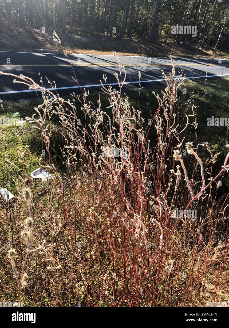 Plains Snakecotton (Froelichia floridana Stock Photo - Alamy