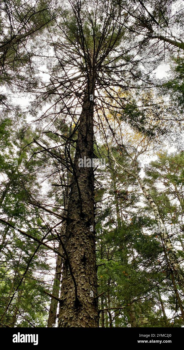 red spruce (Picea rubens Stock Photo - Alamy