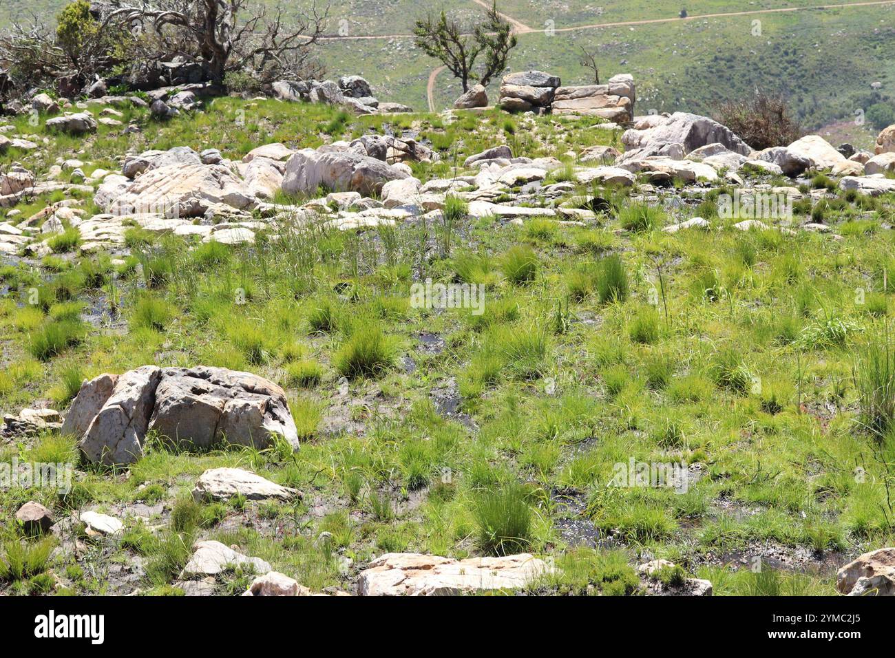 Cape Snake Lizard (Chamaesaura anguina Stock Photo - Alamy