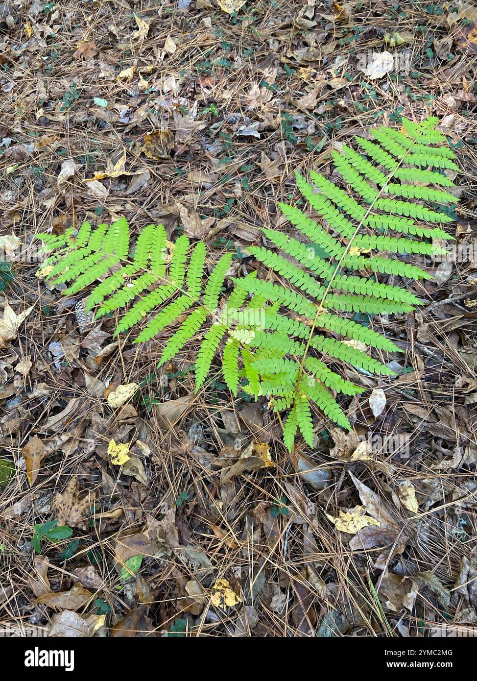 cinnamon fern (Osmundastrum cinnamomeum Stock Photo - Alamy
