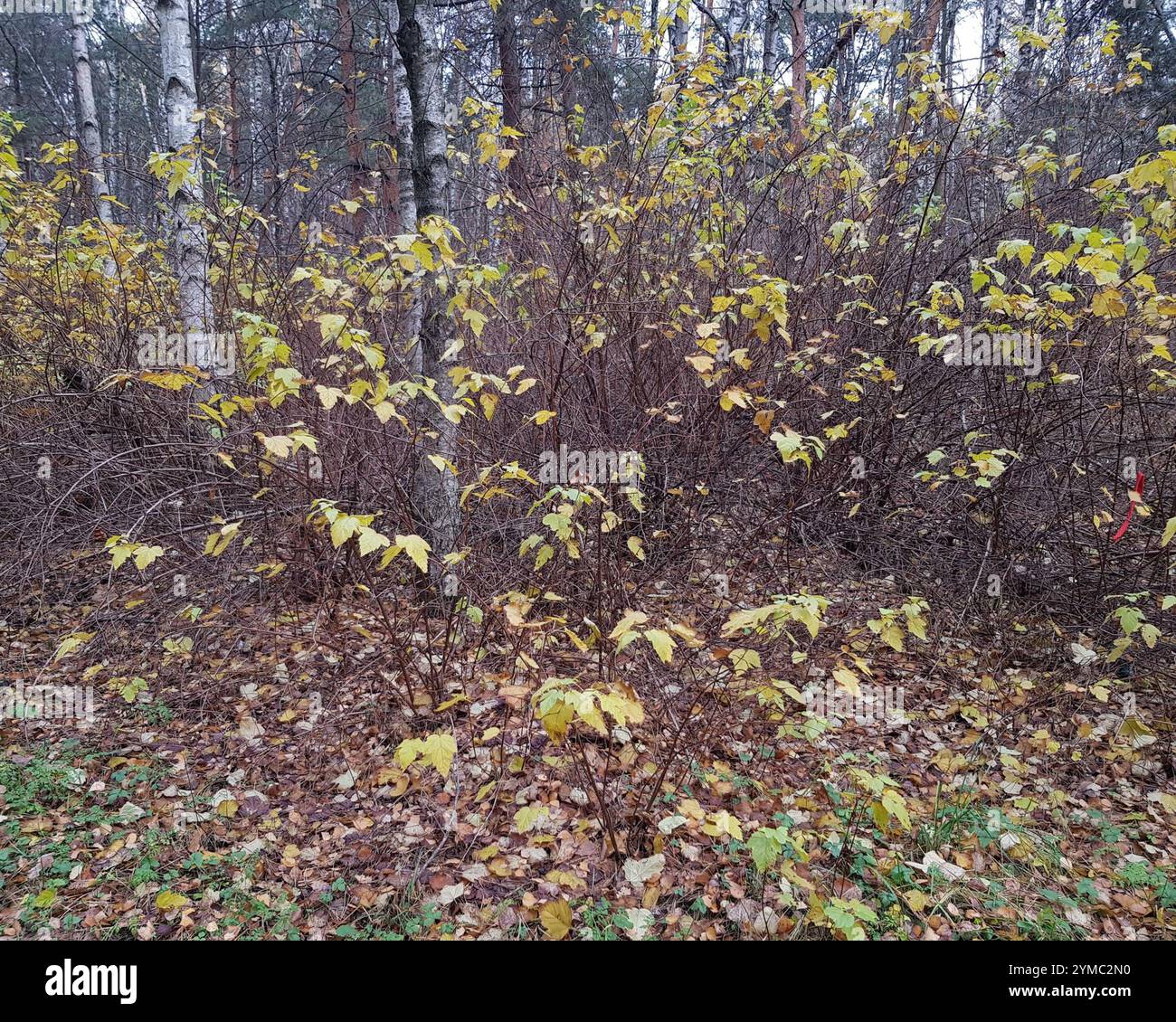 common ninebark (Physocarpus opulifolius Stock Photo - Alamy