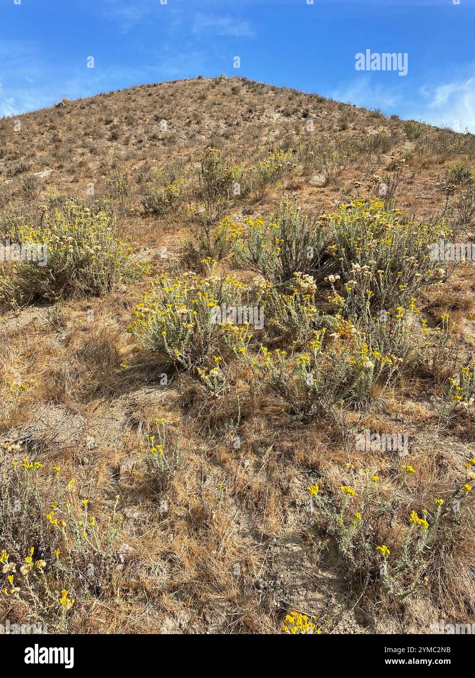 Coastal Goldenbush (Isocoma menziesii Stock Photo - Alamy
