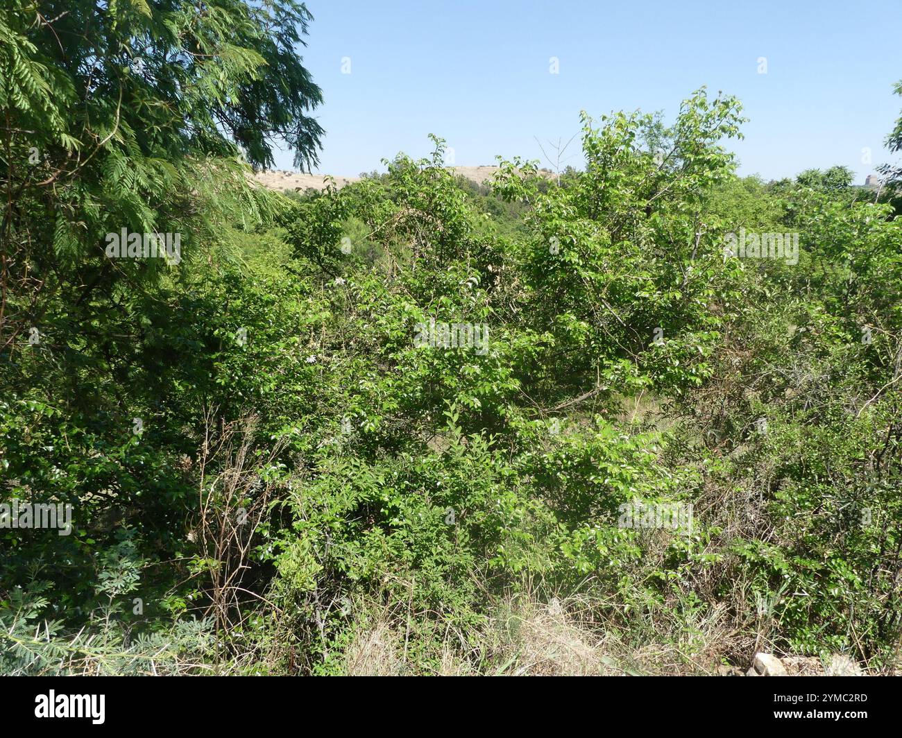 buffalo-thorn (Ziziphus mucronata Stock Photo - Alamy