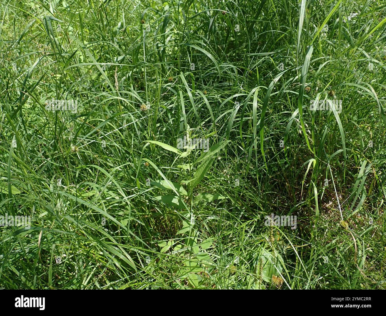 Broomsedge hi-res stock photography and images - Alamy