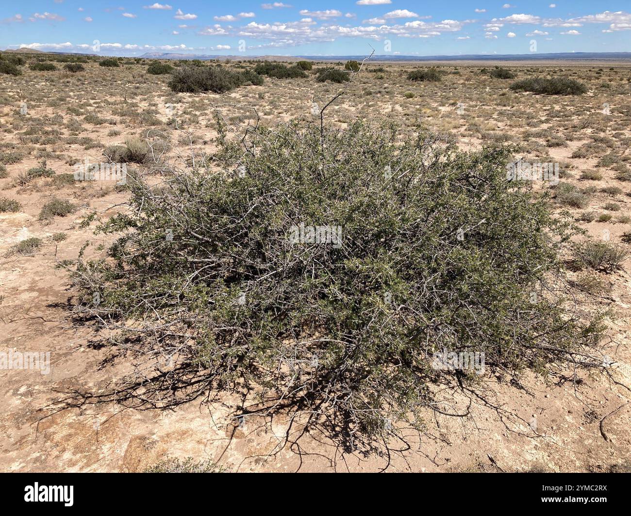 little leaf sumac (Rhus microphylla Stock Photo - Alamy