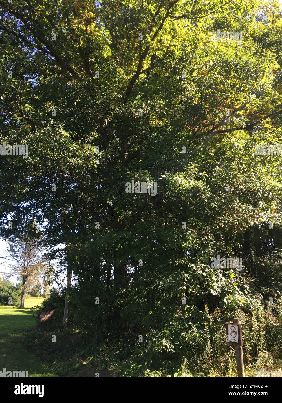 shingle oak (Quercus imbricaria Stock Photo - Alamy