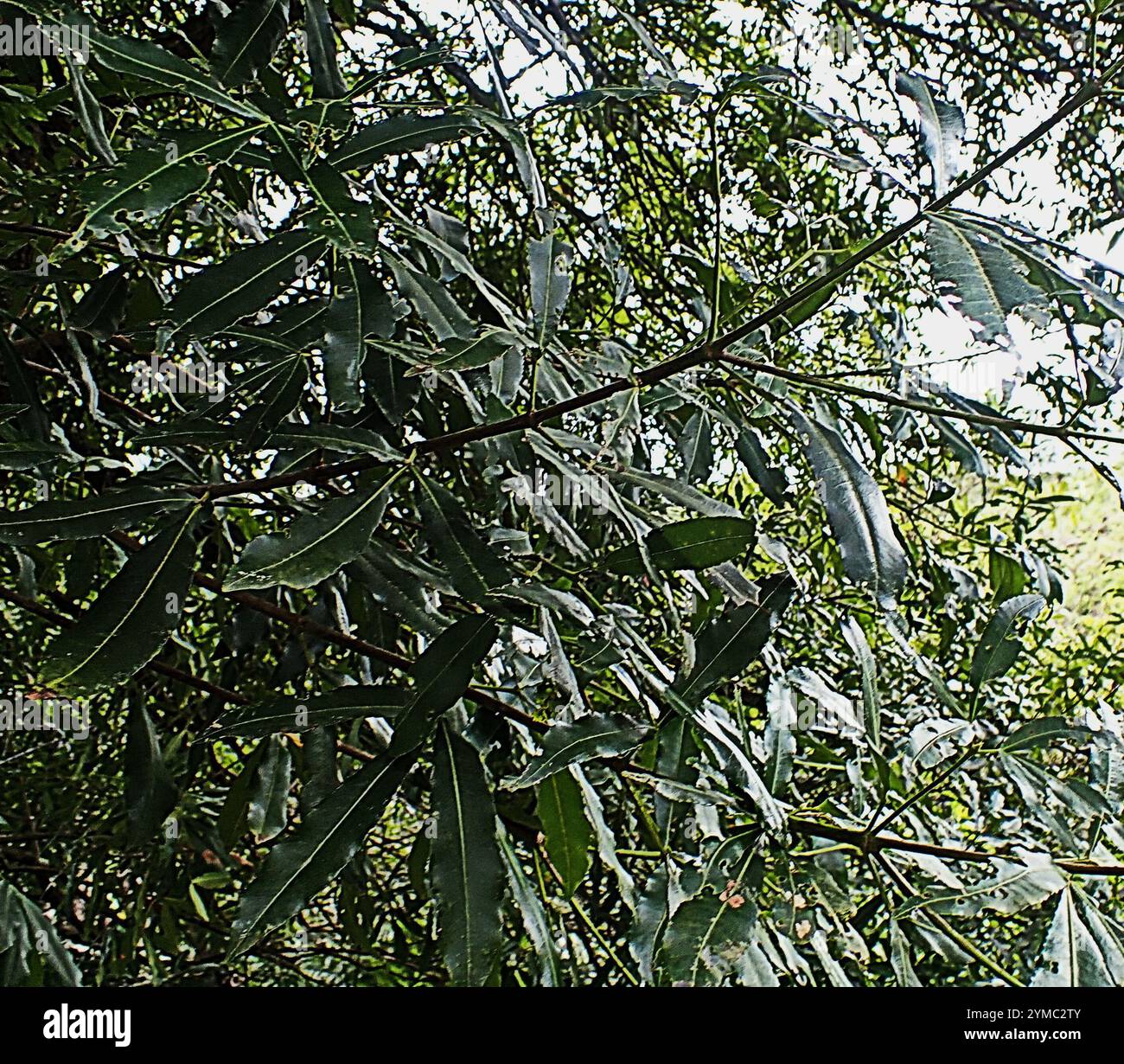 Witels (Platylophus trifoliatus Stock Photo - Alamy