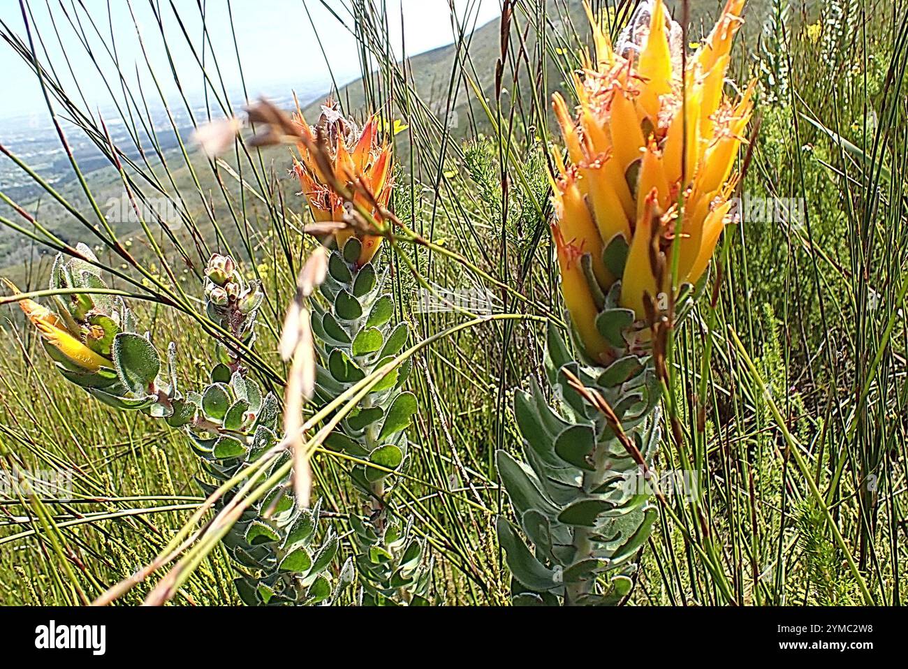 Threeflower Pagoda (Mimetes pauciflorus Stock Photo - Alamy