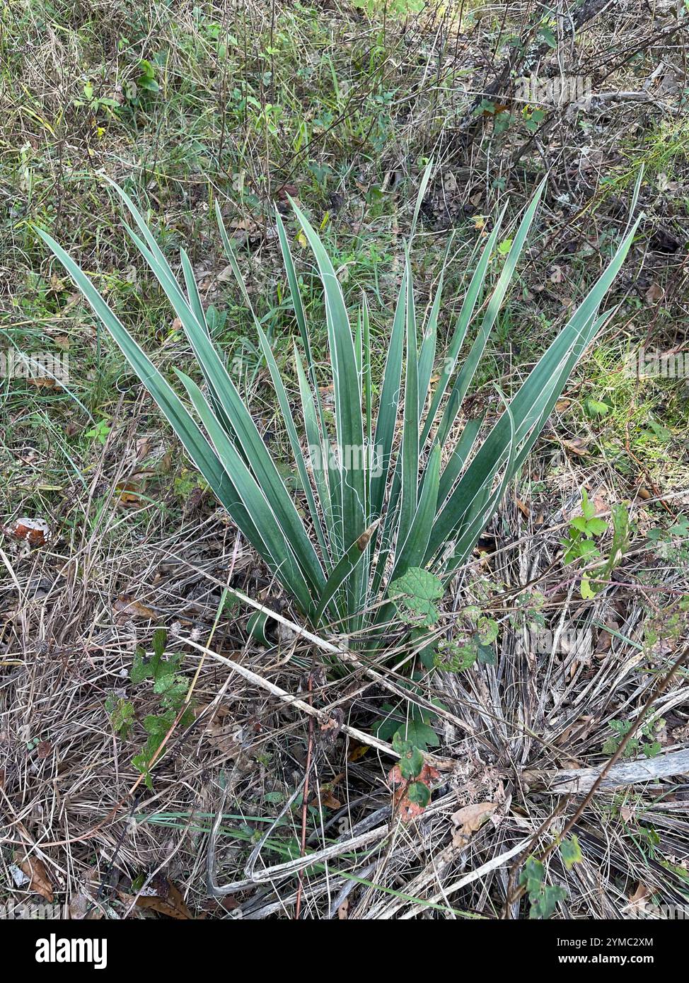 Yucca arkansana hi-res stock photography and images - Alamy