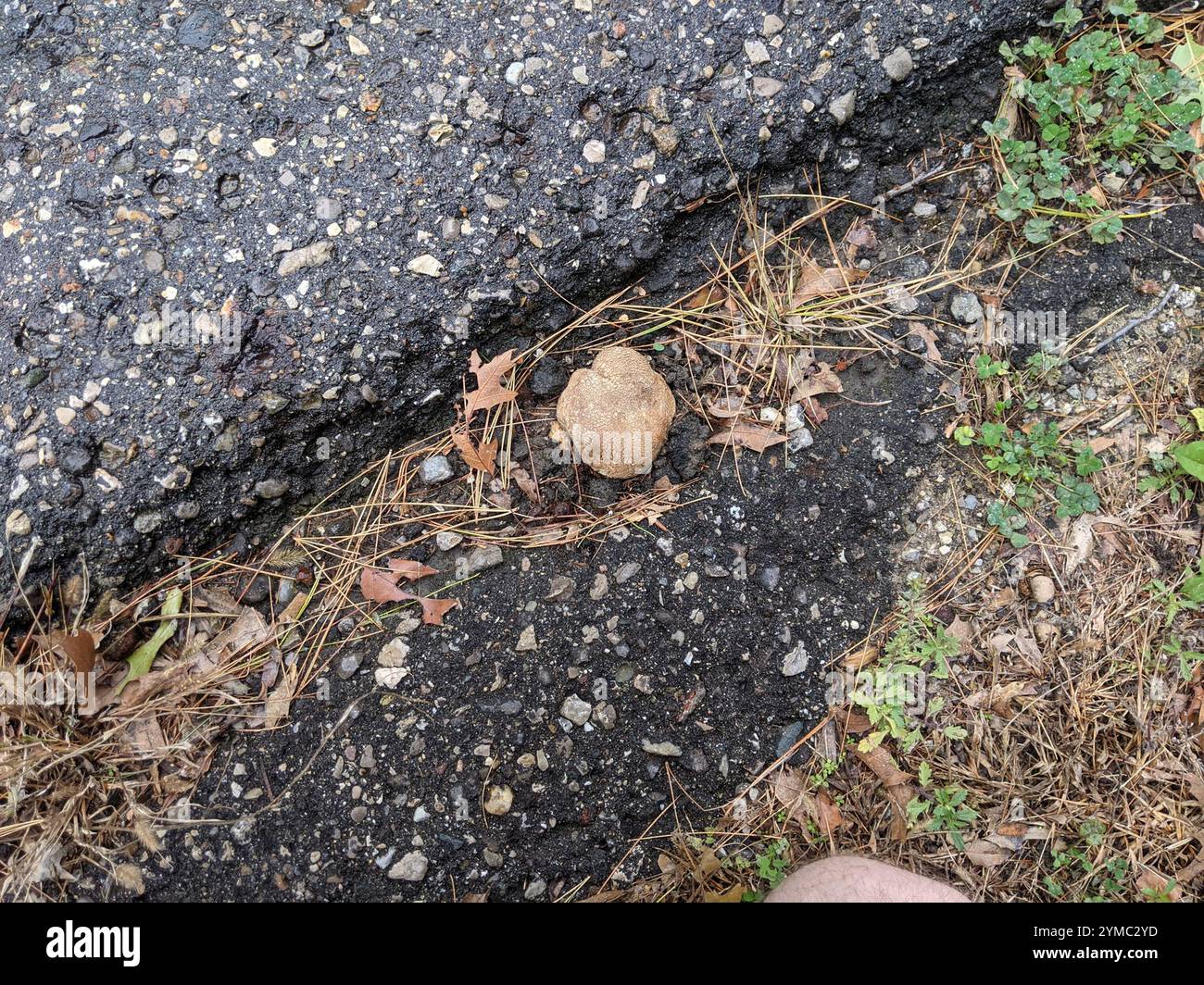 common earthball (Scleroderma citrinum Stock Photo - Alamy