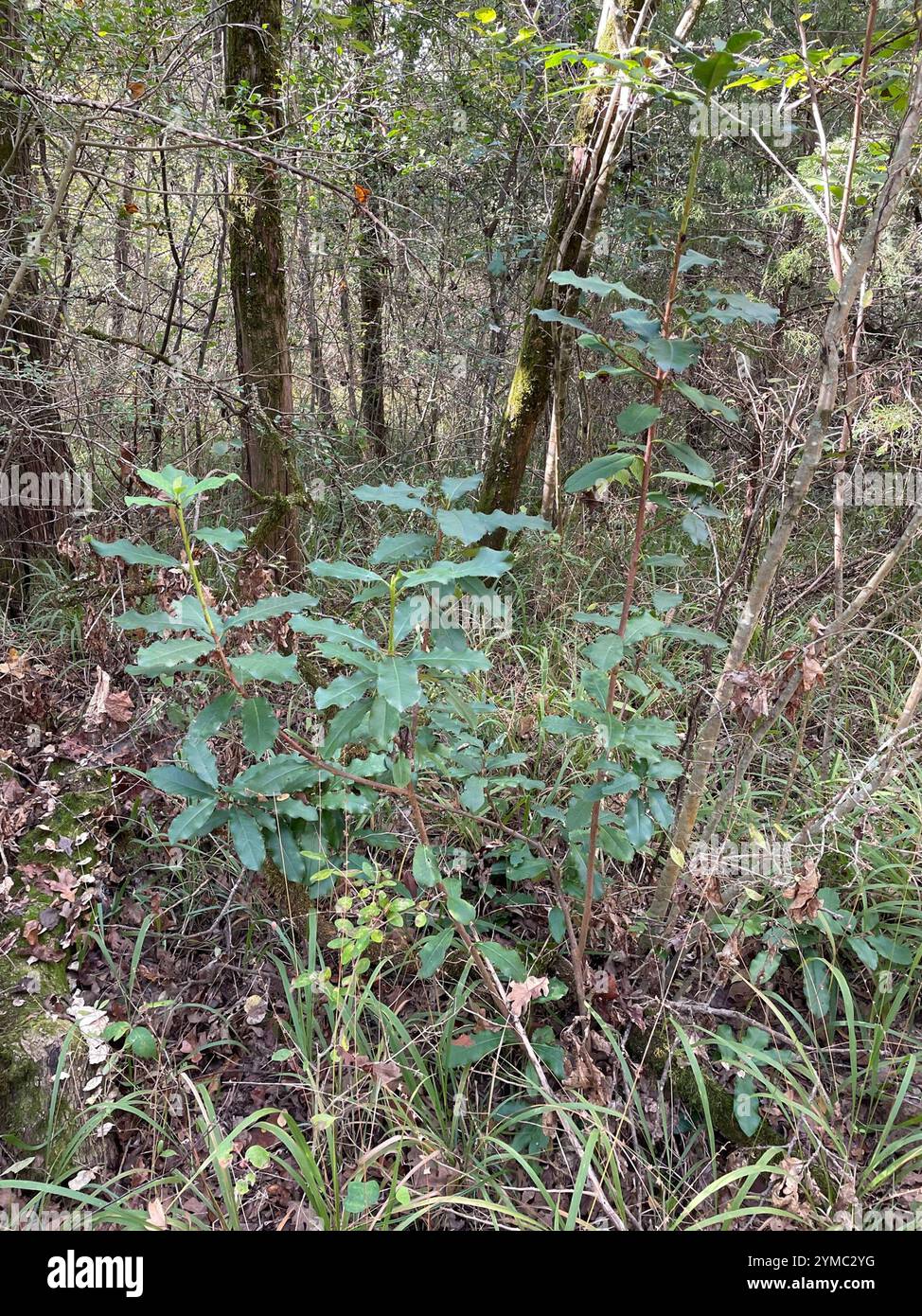 Chinese Photinia (Photinia serratifolia Stock Photo - Alamy