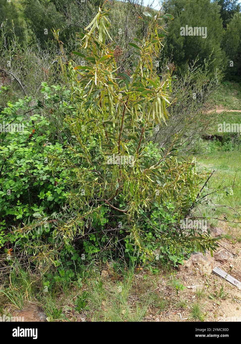Red Stem Wattle (Acacia rubida Stock Photo - Alamy