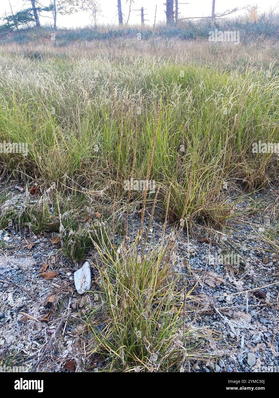 common arrowgrass (Triglochin maritima Stock Photo - Alamy