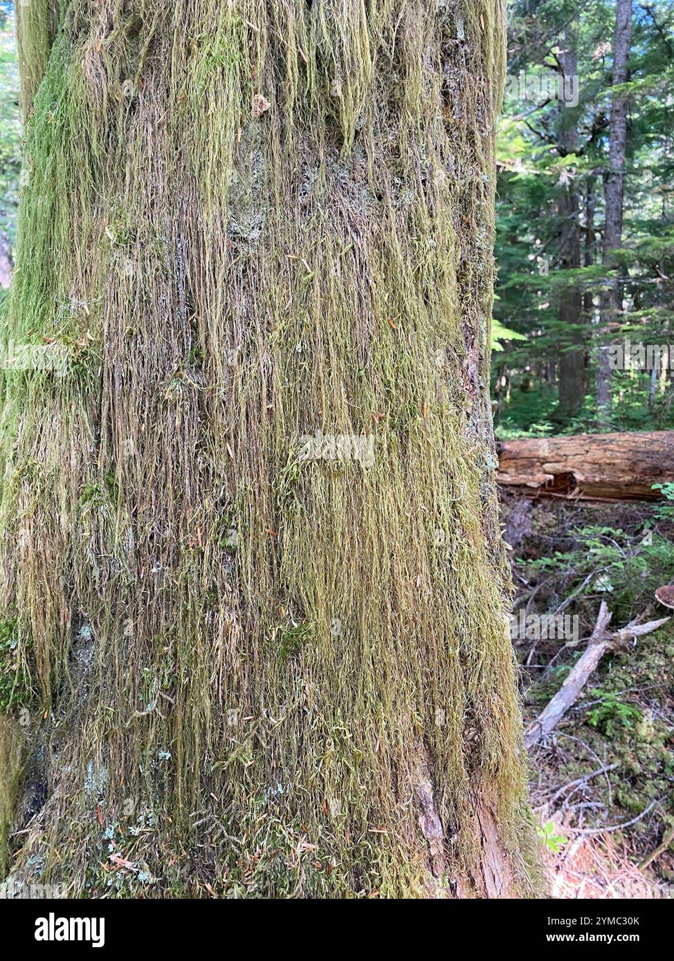 Cat's Tail Moss (Pseudisothecium stoloniferum Stock Photo - Alamy