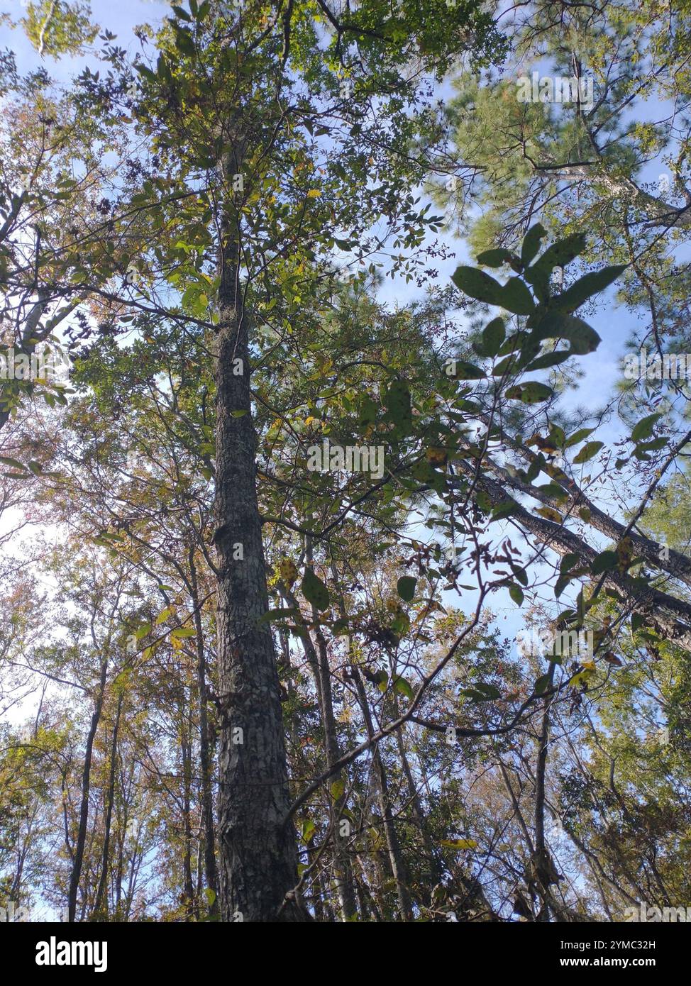 Swamp tupelo (Nyssa biflora Stock Photo - Alamy