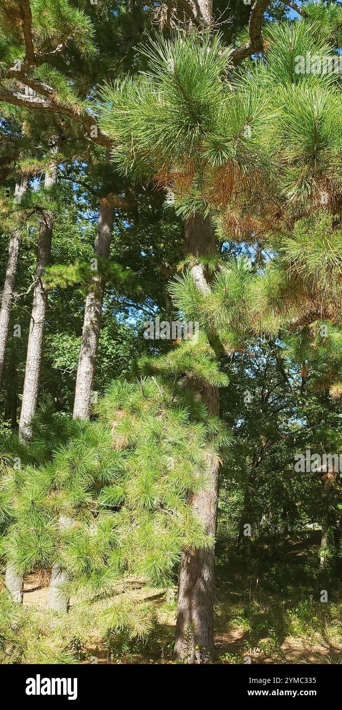 shortleaf pine (Pinus echinata Stock Photo - Alamy