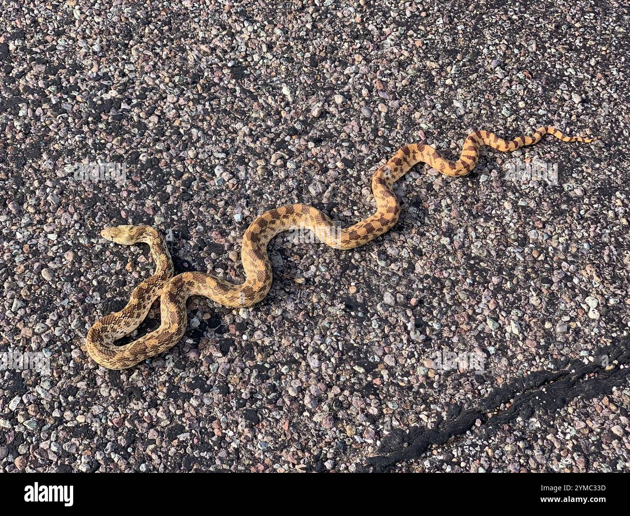 Sonoran gopher snake pituophis catenifer affinis hi-res stock ...