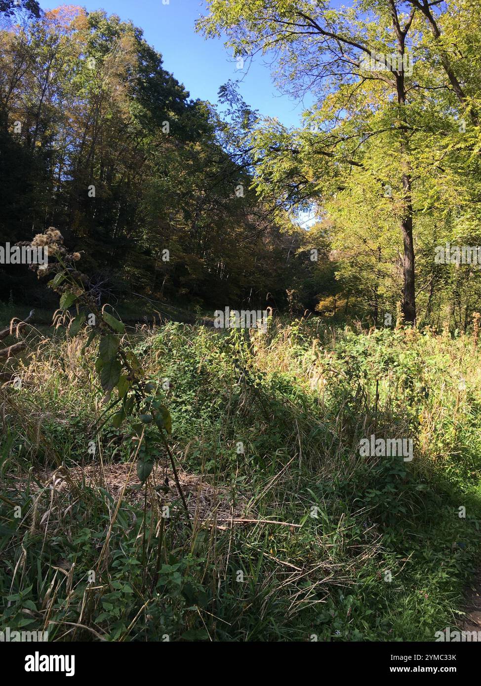 Nabalus crepidineus hi-res stock photography and images - Alamy