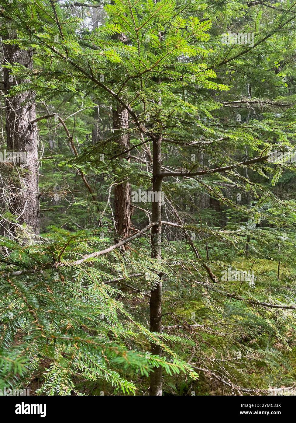 Pacific silver fir (Abies amabilis Stock Photo - Alamy