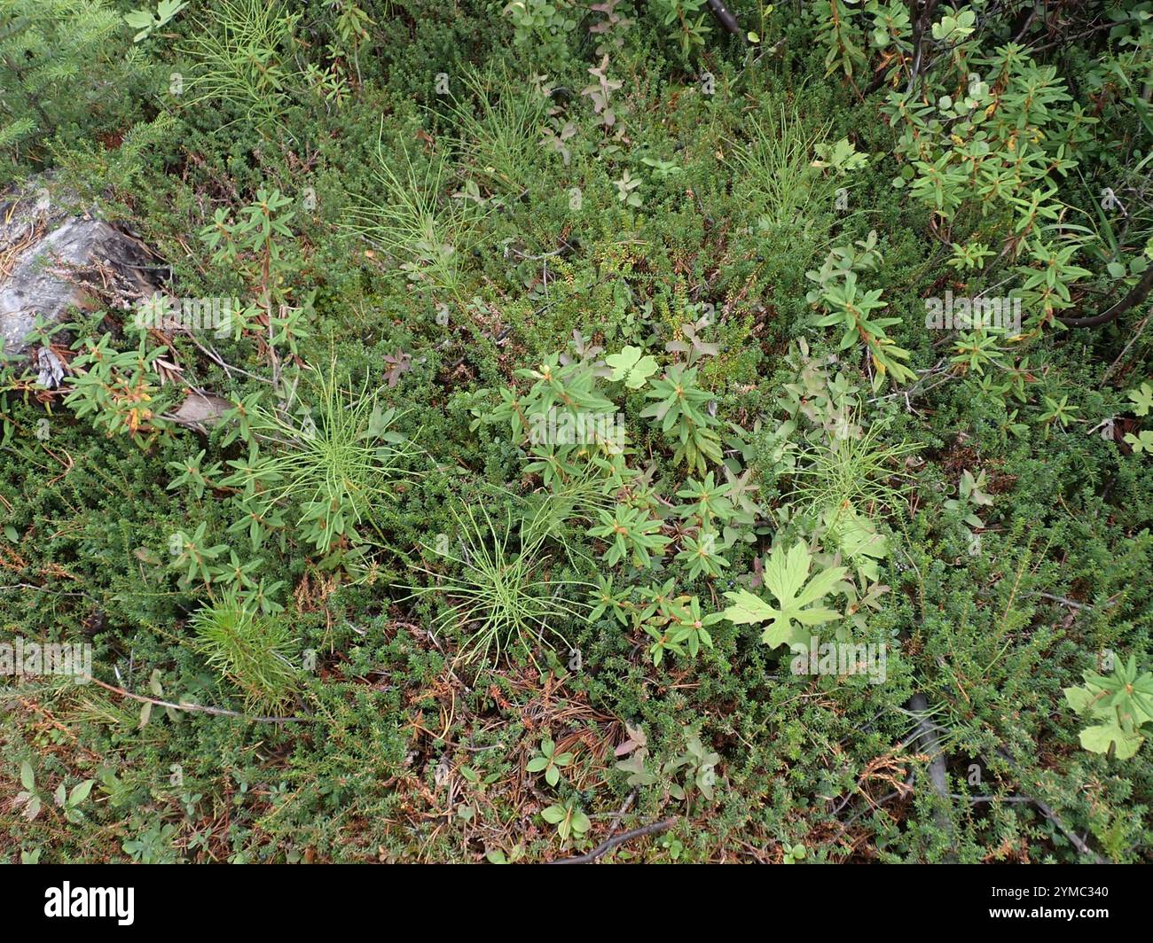 Bog Labrador Tea (Rhododendron groenlandicum Stock Photo - Alamy