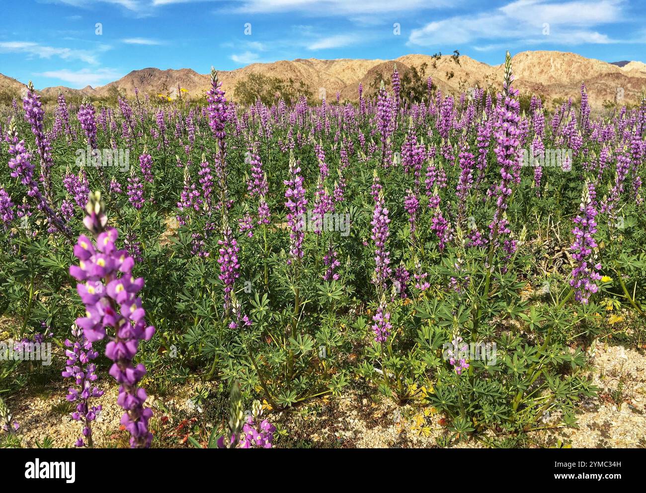 Arizona lupine (Lupinus arizonicus Stock Photo - Alamy