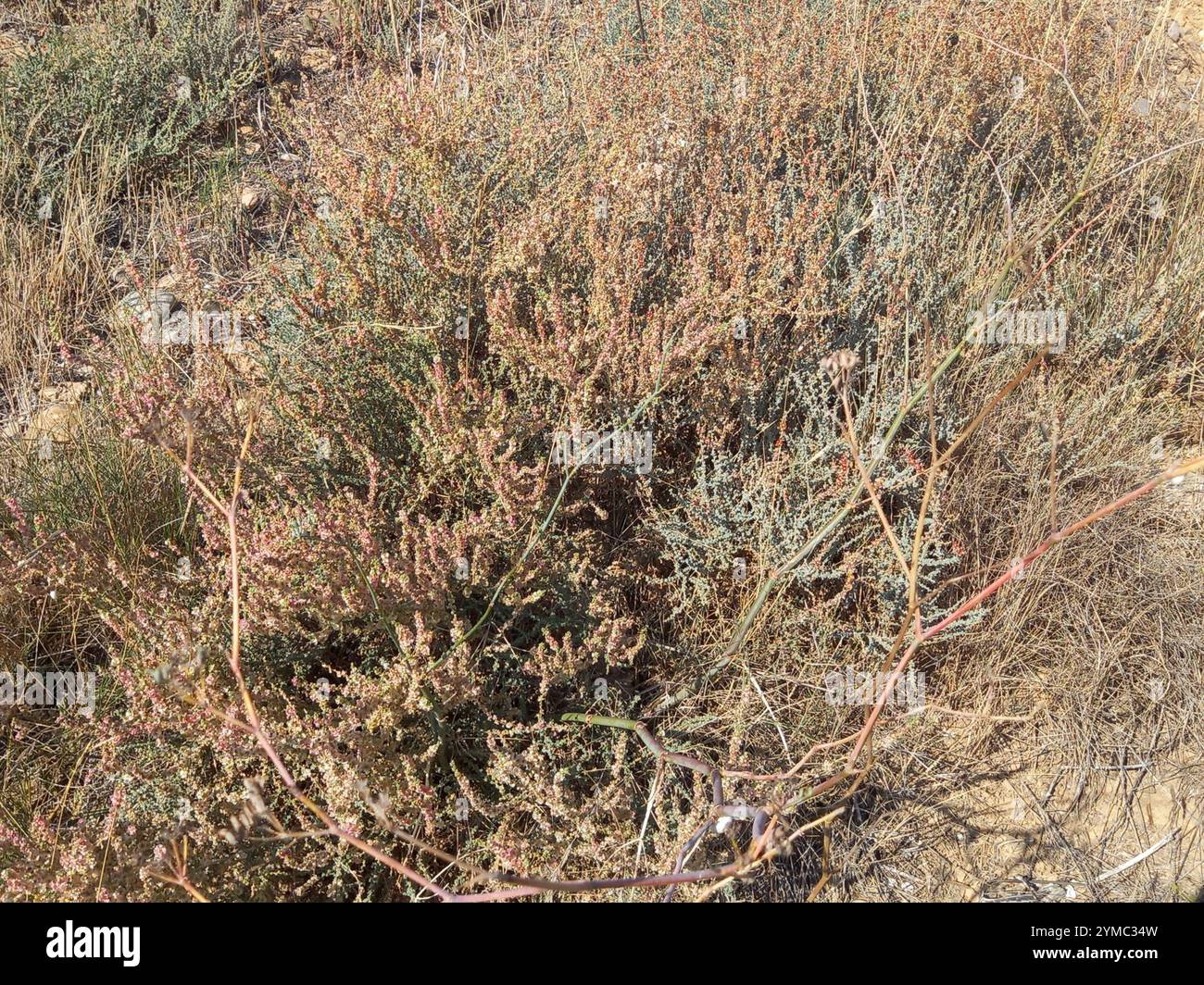 Mediterranean saltwort (Caroxylon vermiculatum Stock Photo - Alamy