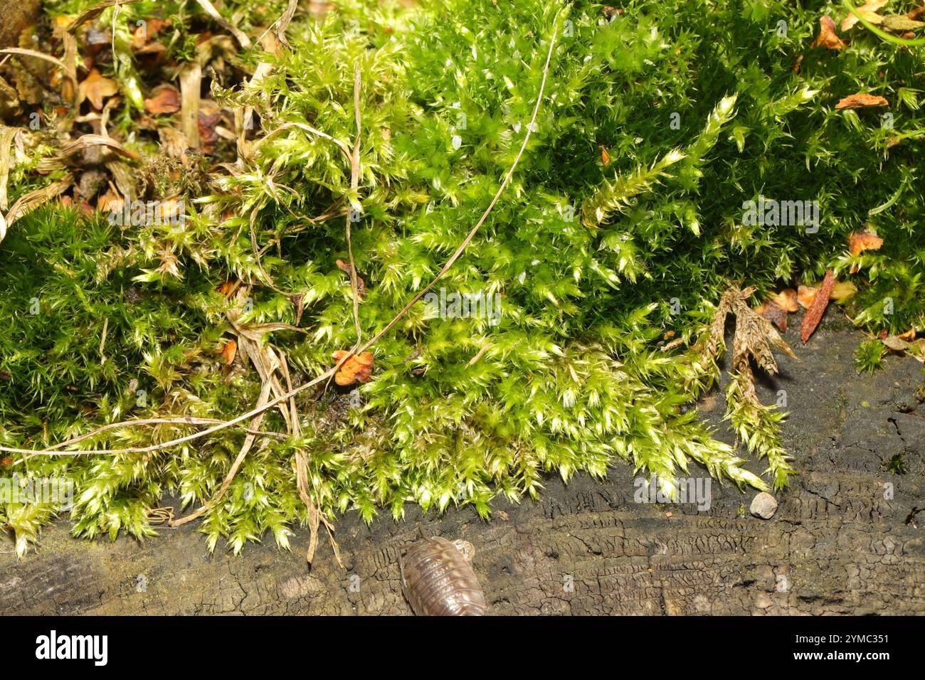 Rough-stalked Feather-moss (Brachythecium rutabulum Stock Photo - Alamy