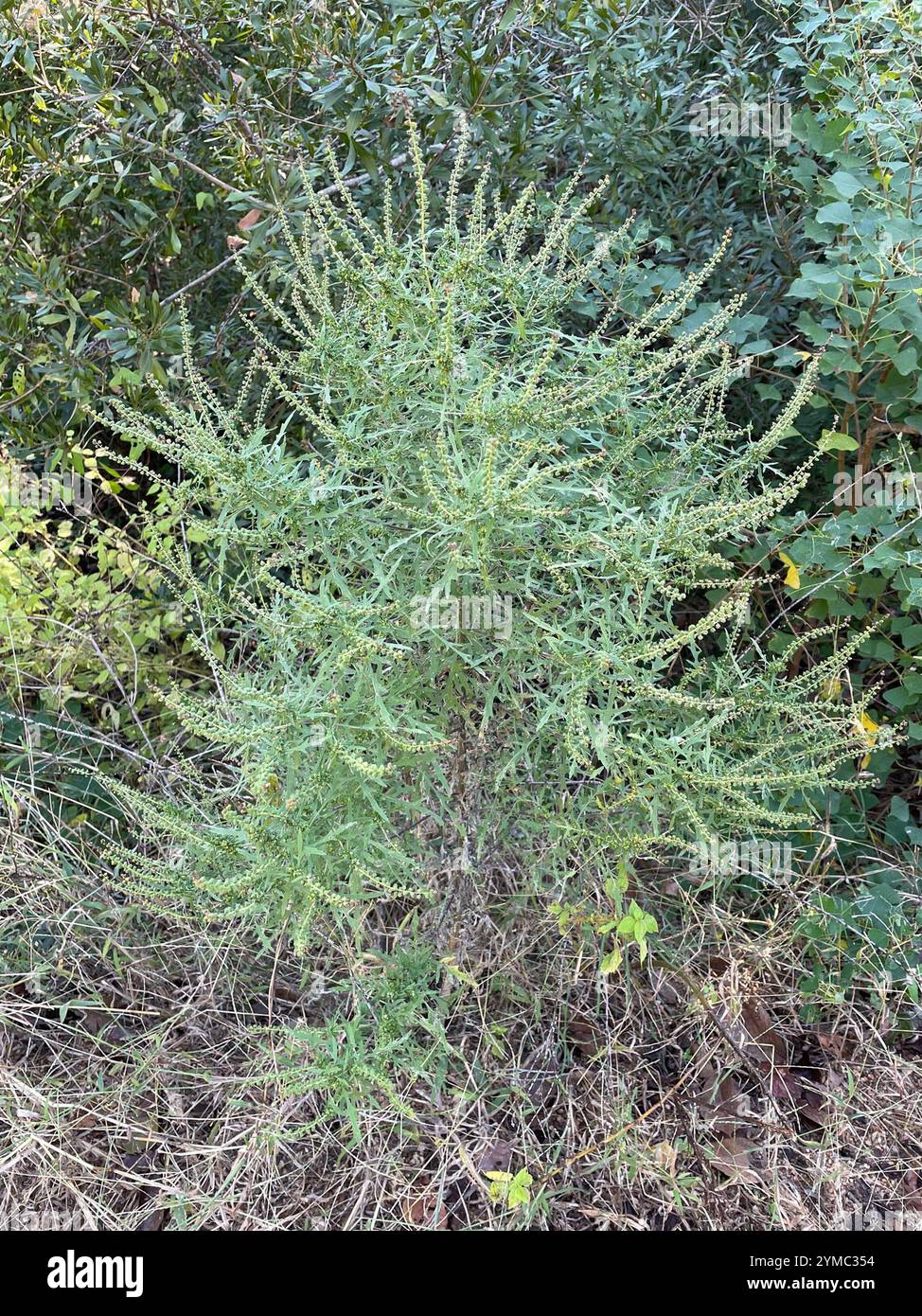western ragweed (Ambrosia psilostachya Stock Photo - Alamy