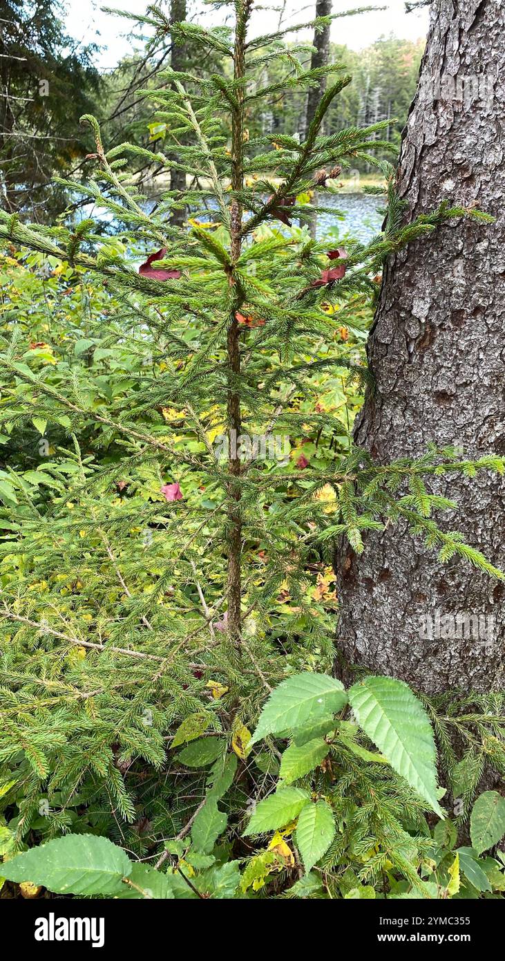 red spruce (Picea rubens Stock Photo - Alamy