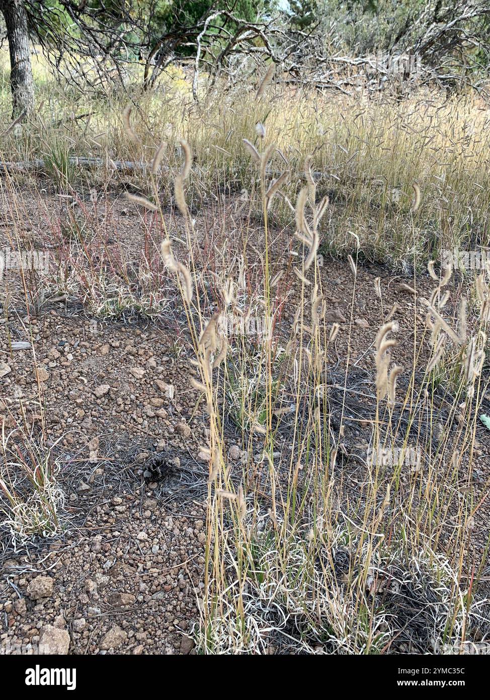 Blue Grama (Bouteloua gracilis Stock Photo - Alamy