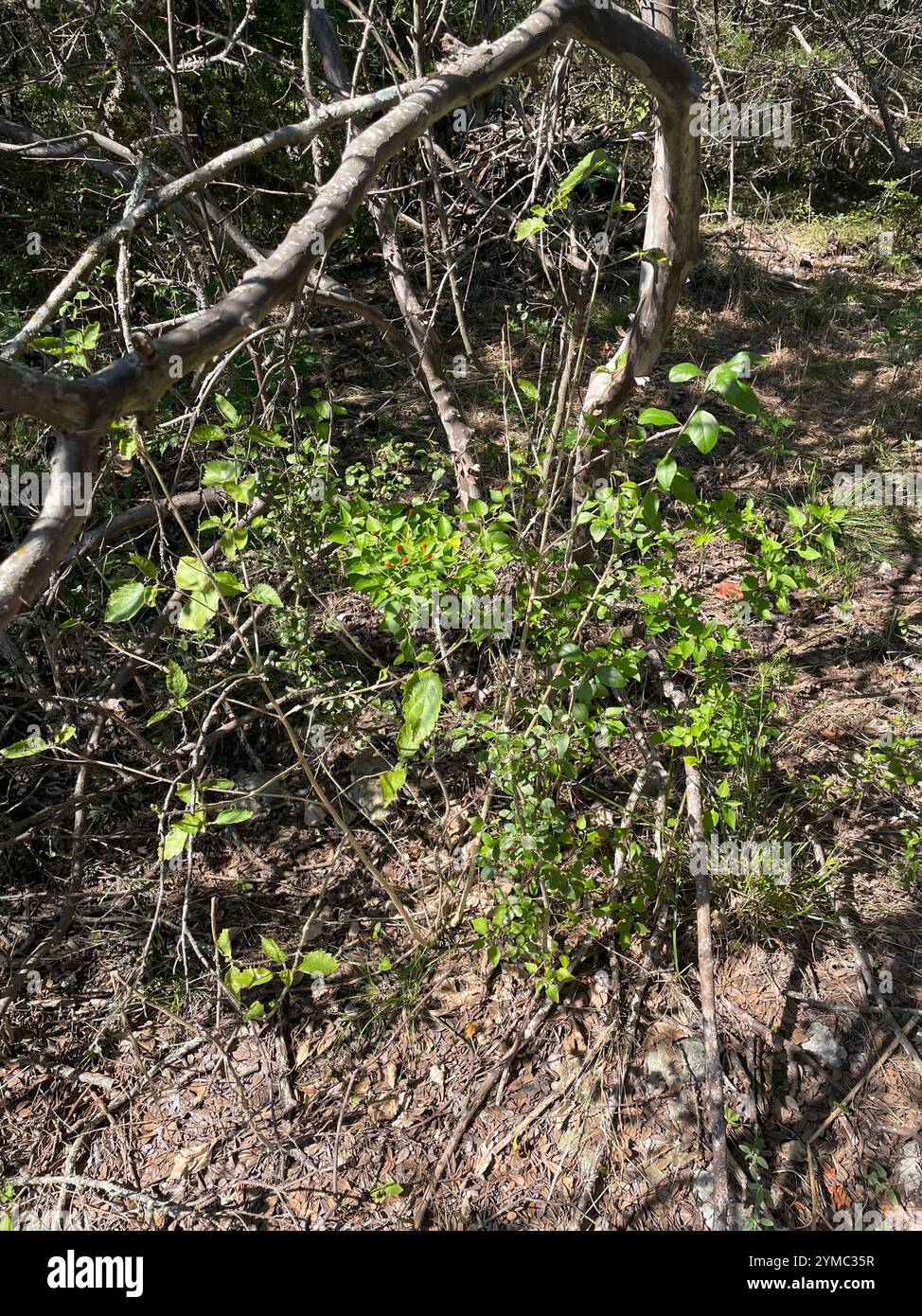 Capsicum annuum glabriusculum hi-res stock photography and images - Alamy