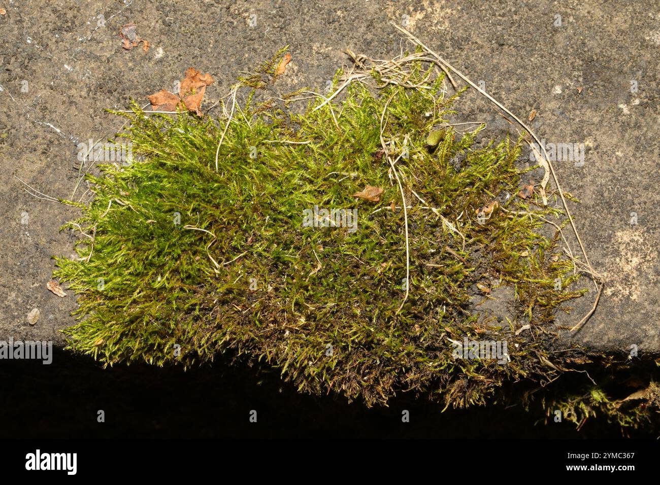 Silky Wall Feather-moss (Homalothecium sericeum Stock Photo - Alamy
