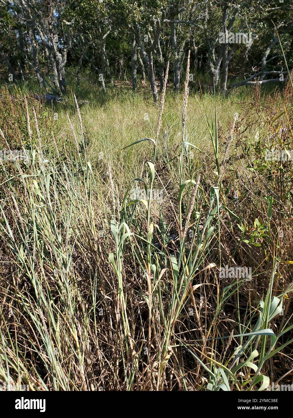 Bitter panicgrass hi-res stock photography and images - Alamy