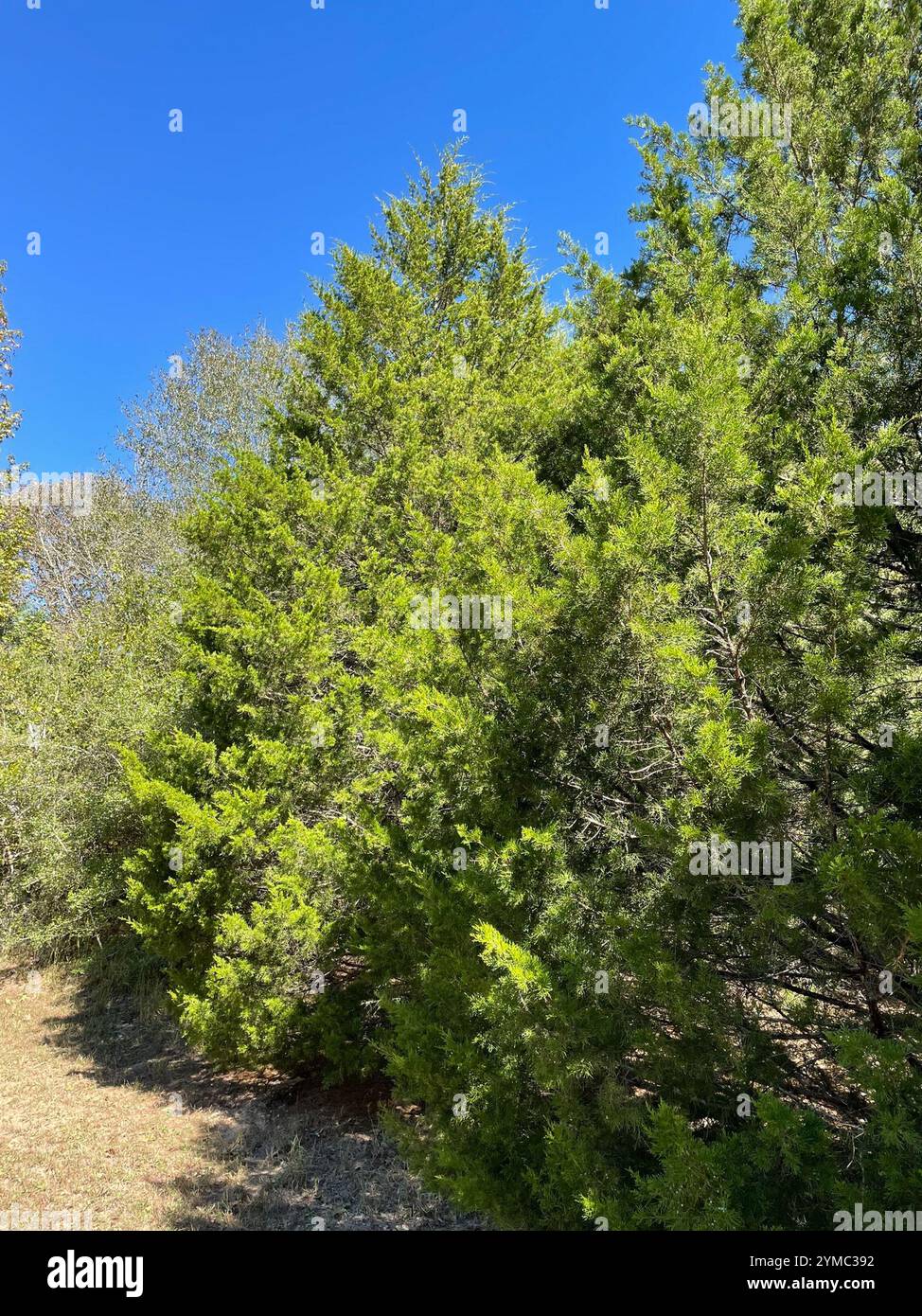 eastern redcedar (Juniperus virginiana Stock Photo - Alamy
