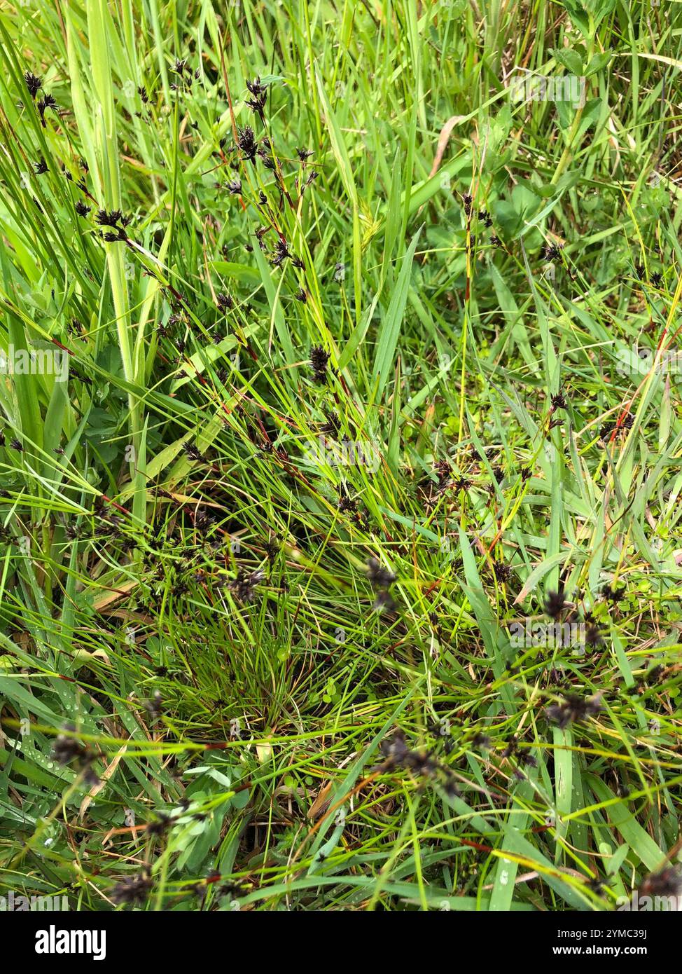 common bog-rush (Schoenus apogon Stock Photo - Alamy