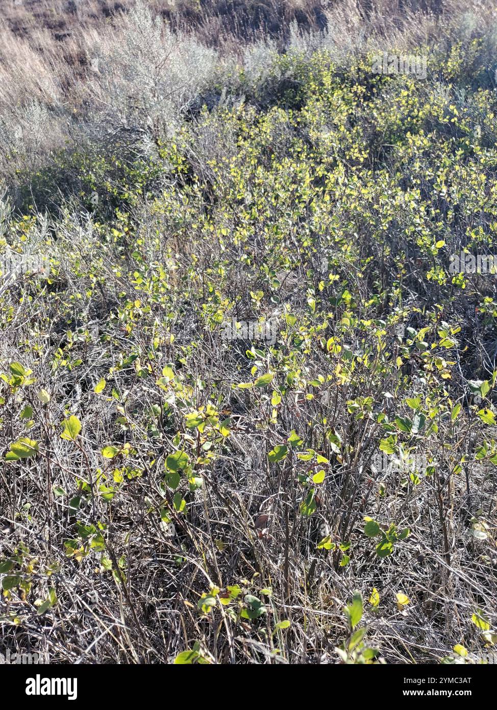 Western Snowberry (Symphoricarpos occidentalis Stock Photo - Alamy