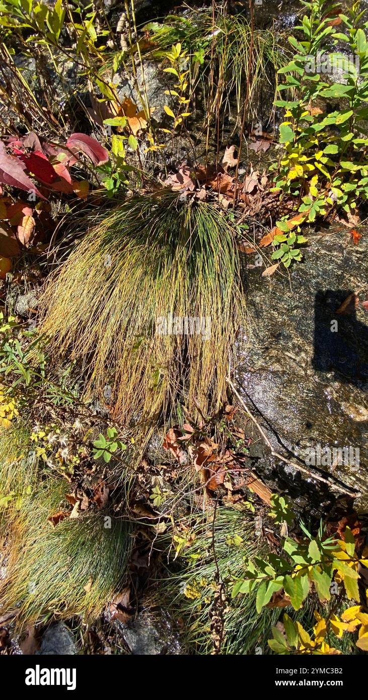 Trichophorum cespitosum hi-res stock photography and images - Alamy