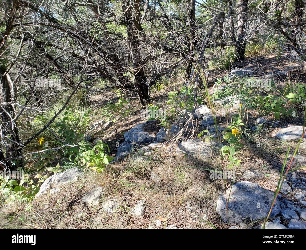 Lindheimer Crownbeard (Verbesina lindheimeri Stock Photo - Alamy