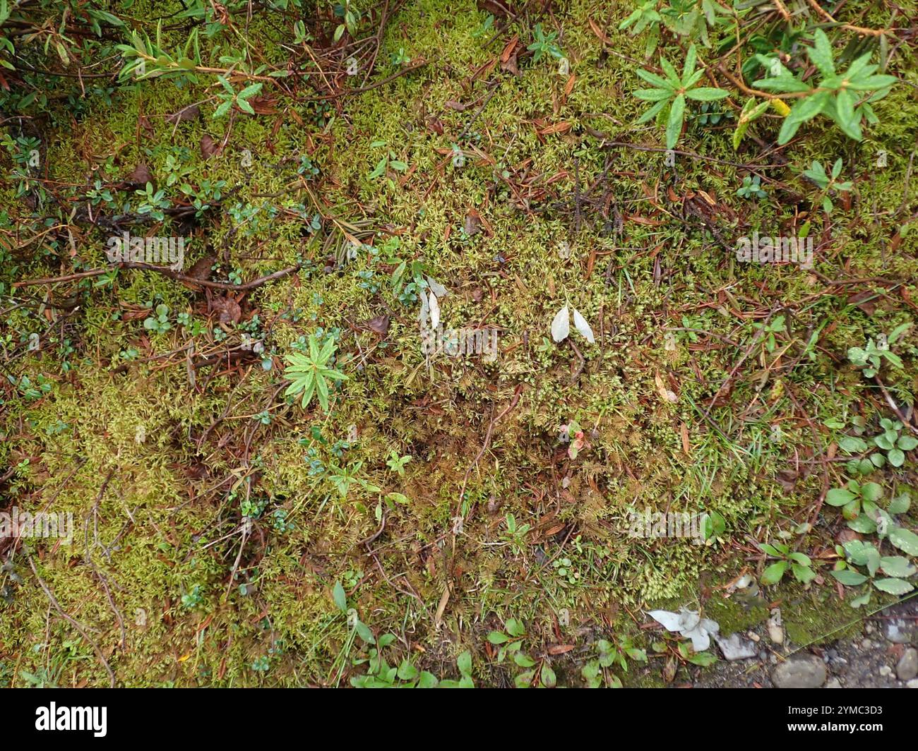 ribbed bog moss (Aulacomnium palustre Stock Photo - Alamy