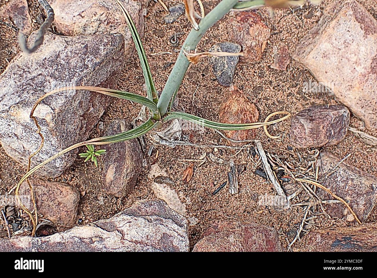 Thick Slime-lily (Albuca setosa Stock Photo - Alamy