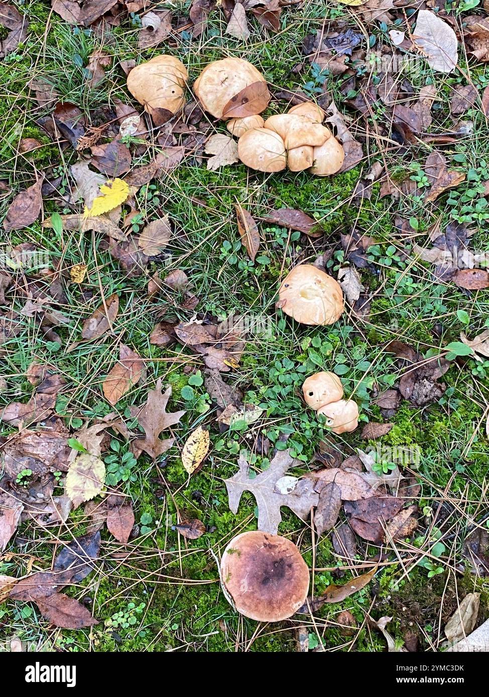 Slippery Jacks (Suillus Stock Photo - Alamy