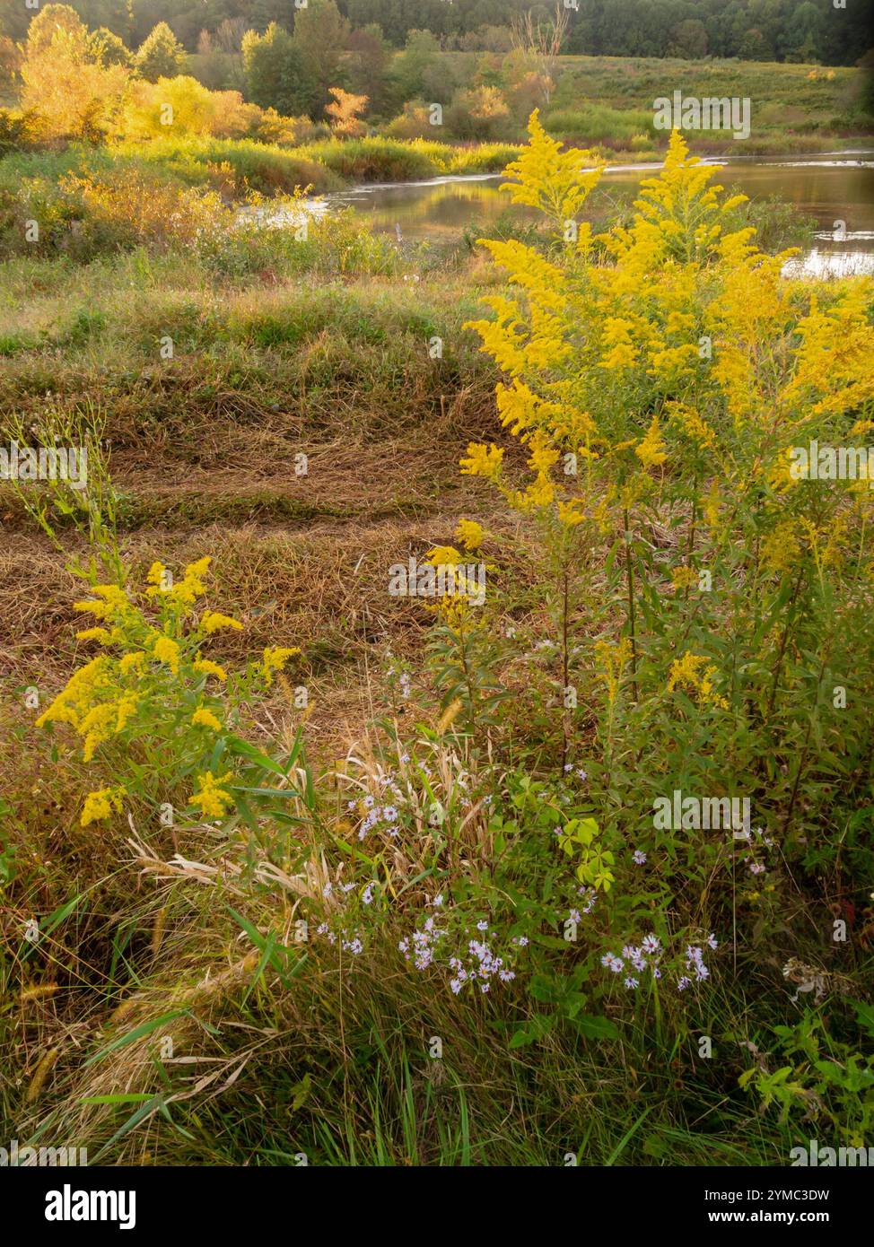 swamp aster (Symphyotrichum puniceum Stock Photo - Alamy