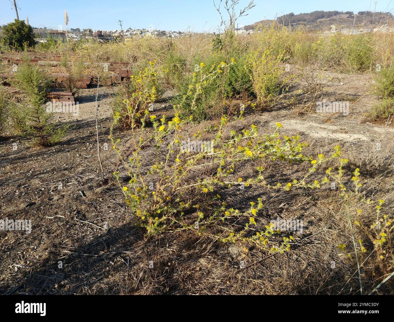 Common Spikeweed (Centromadia pungens pungens Stock Photo - Alamy