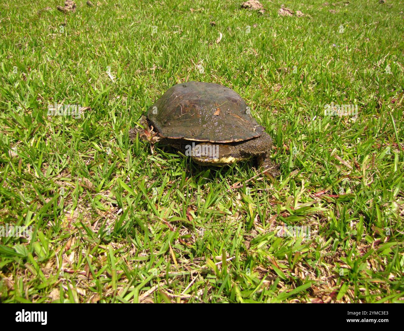South-American Snake-headed Turtle (Hydromedusa tectifera Stock Photo ...