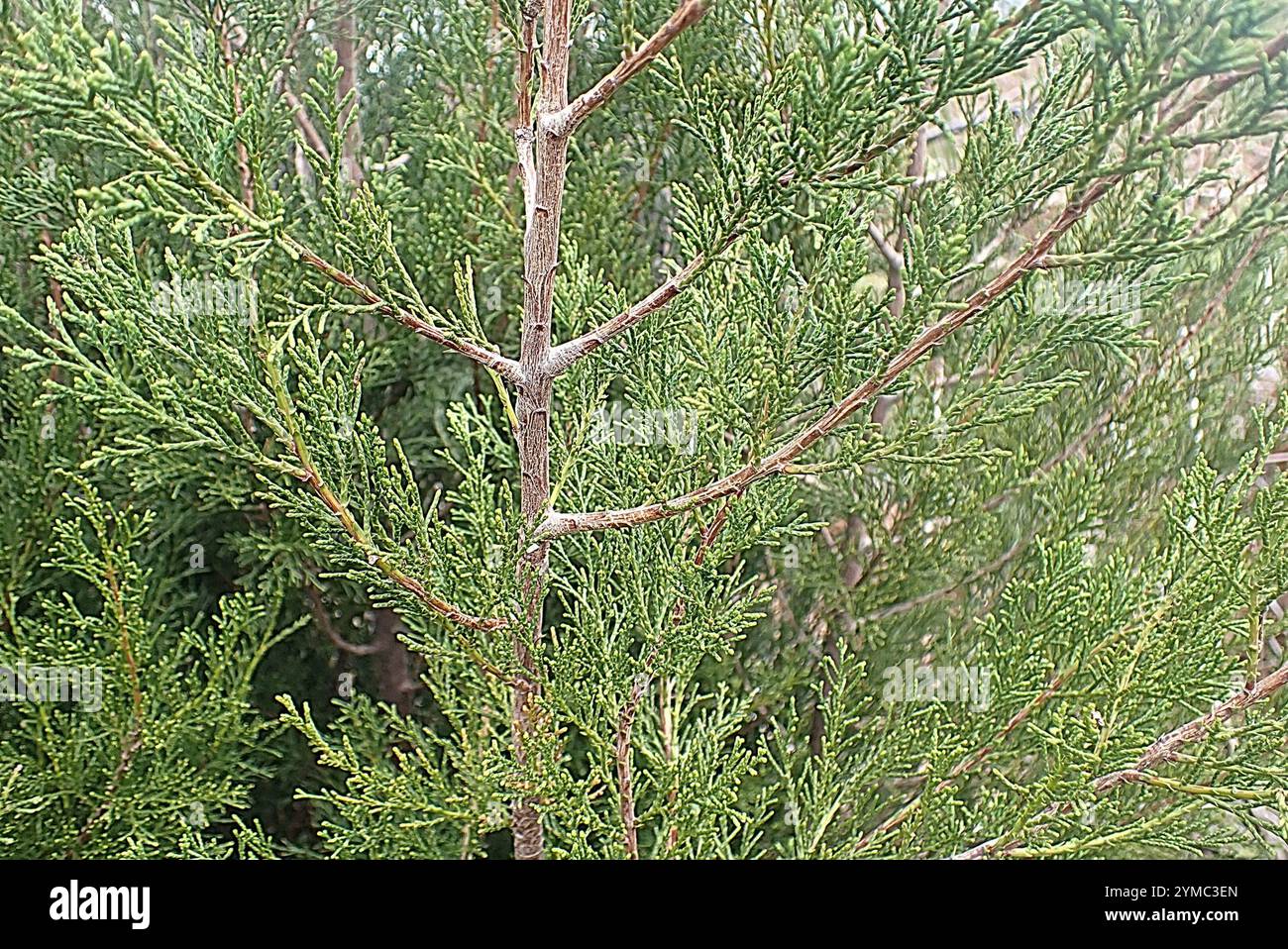 Widdringtonia hi-res stock photography and images - Alamy