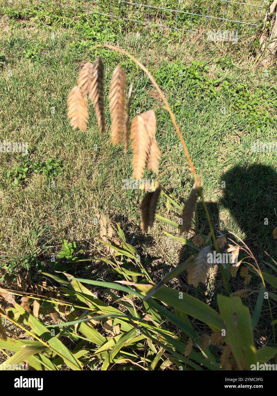 inland wood oats (Chasmanthium latifolium Stock Photo - Alamy