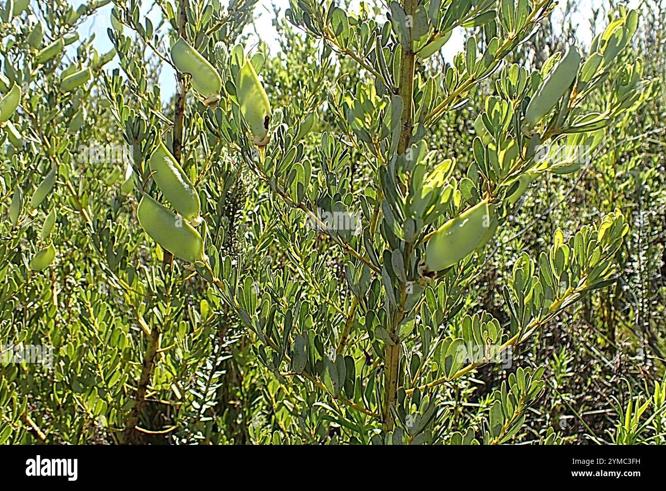 Cyclopia hi-res stock photography and images - Alamy