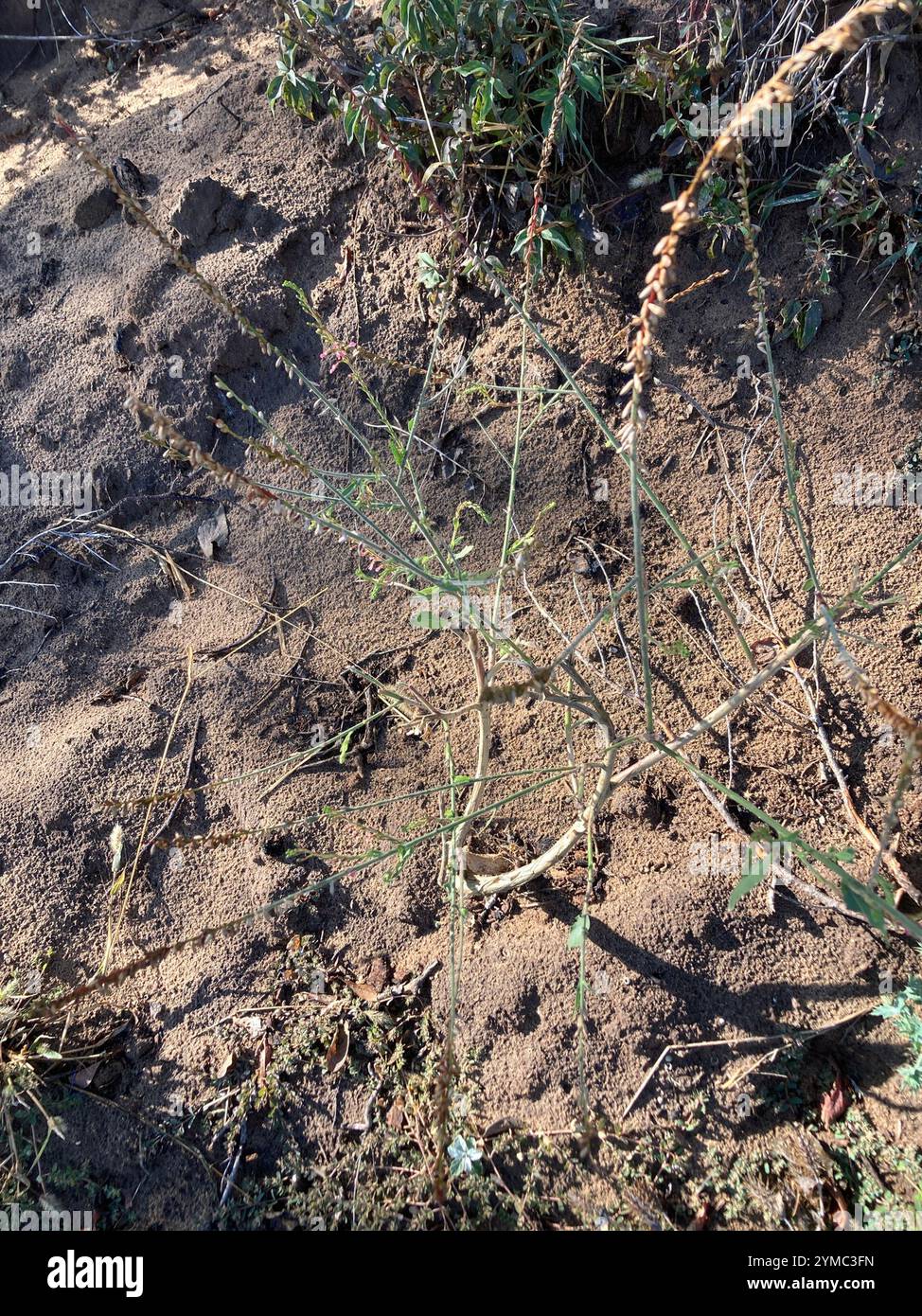 velvetweed (Oenothera curtiflora Stock Photo - Alamy