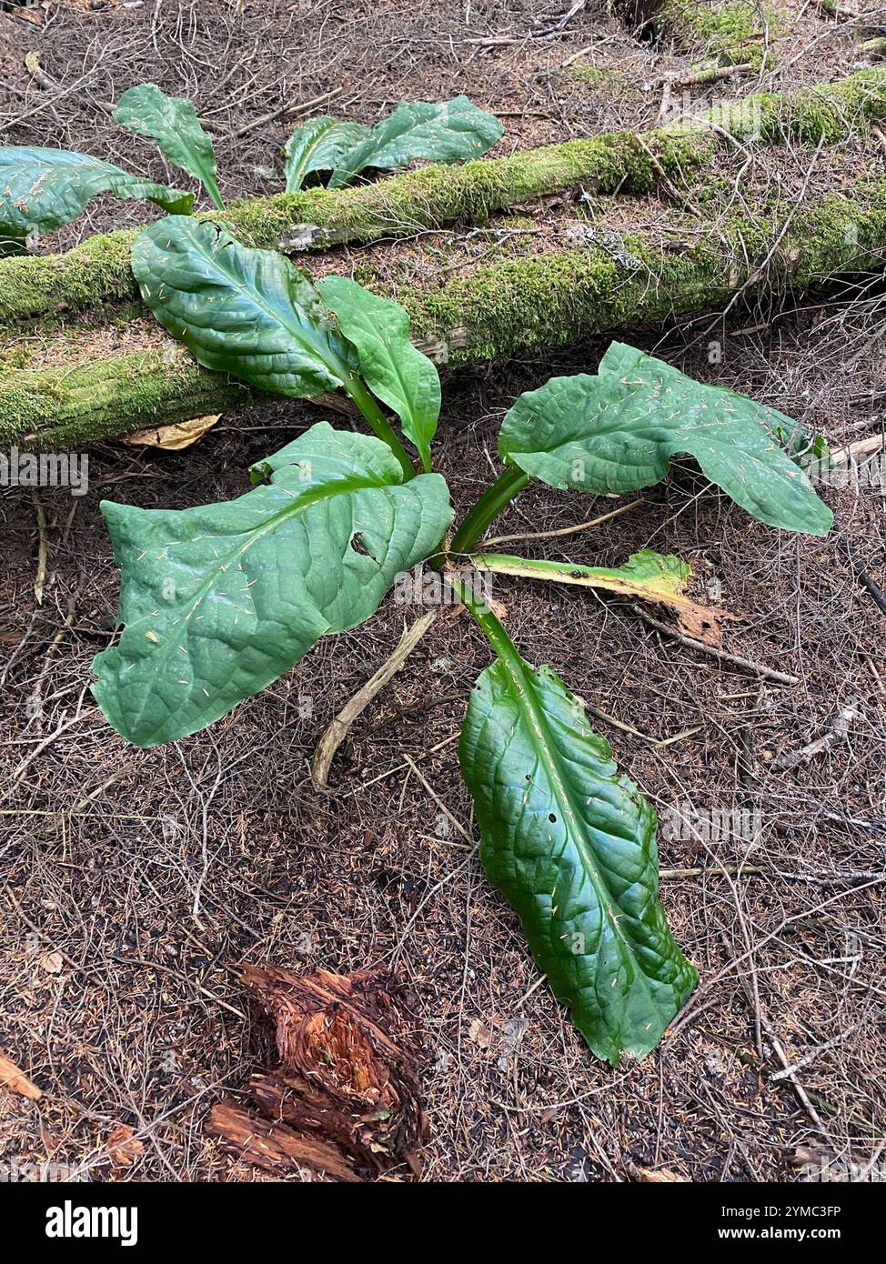 western skunk cabbage (Lysichiton americanus Stock Photo - Alamy