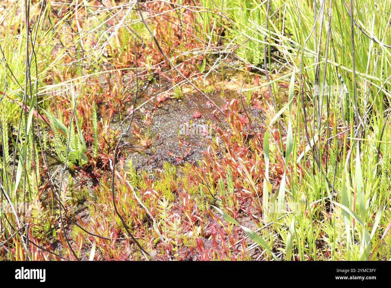 Cape Sundew (Drosera capensis Stock Photo - Alamy